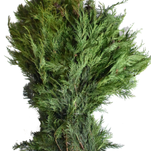 Kranz – Koniferen Mix – MTW GmbH